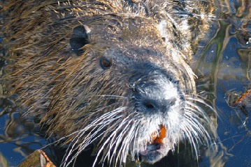 Nutria- Another danger to California's water | California Farm Water ...