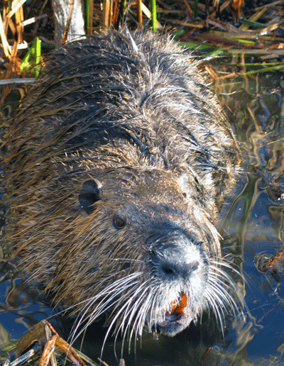 Nutria- Another danger to California’s water – California Farm Water ...
