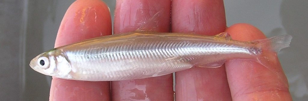 Delta smelt remain on the brink of extinction – We can change that ...