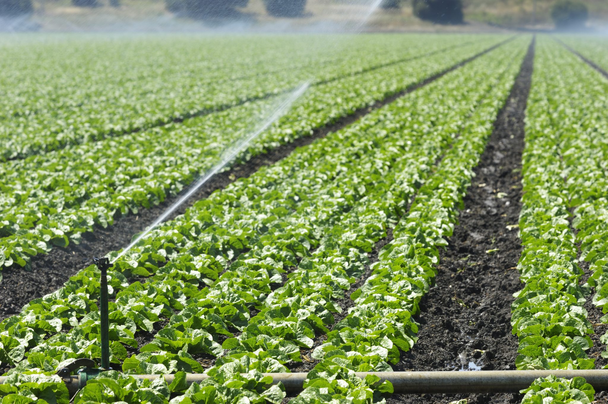 Food Grows Where Water Flows | California Farm Water Coalition